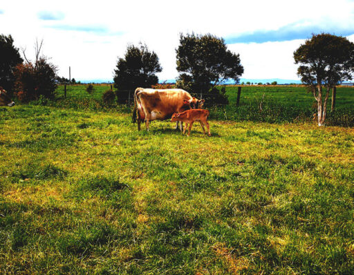About The Farm | Caldermeade Farm